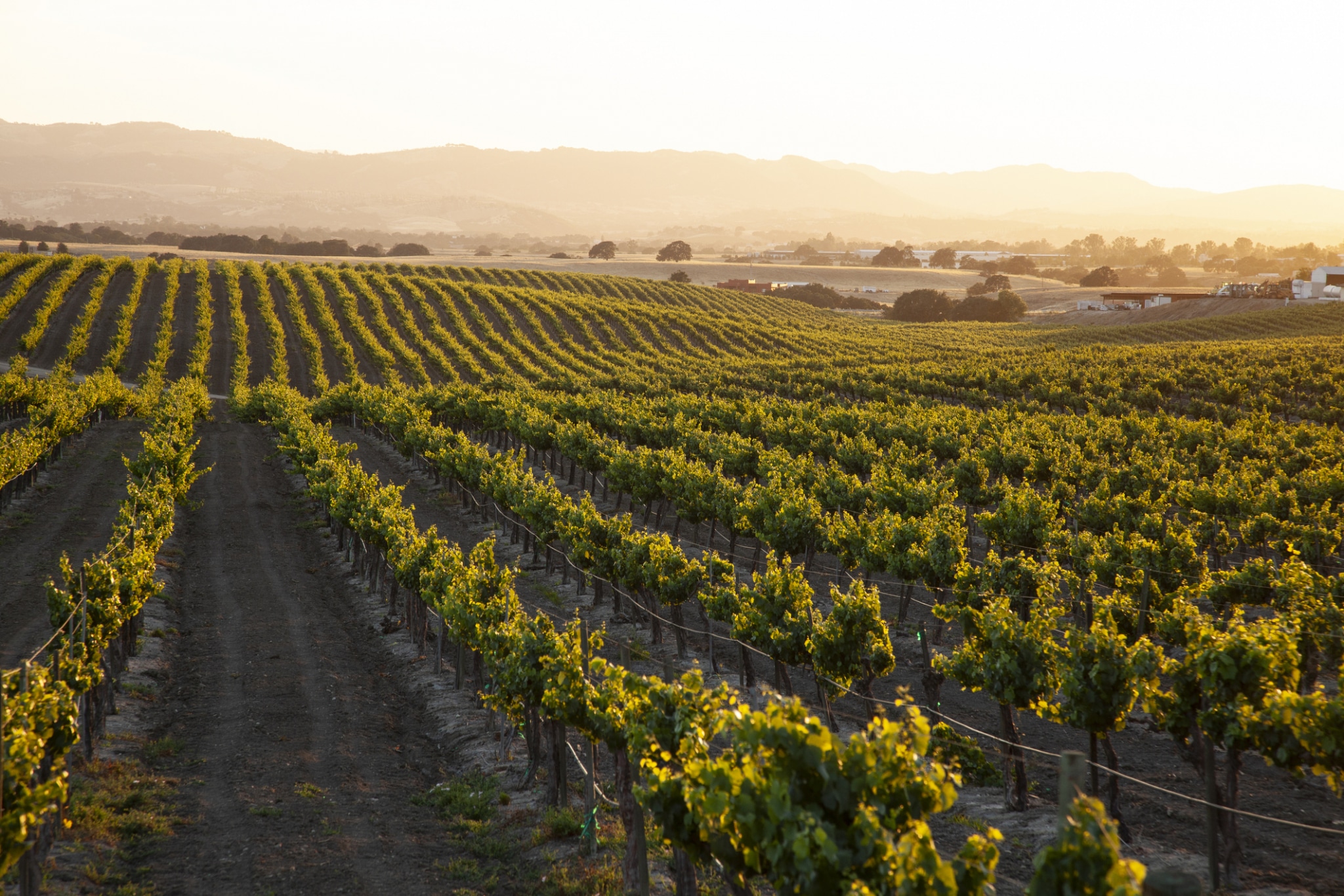 Bakator Bor- és Gasztrofesztivál: A keleti régió legautentikusabb ...
