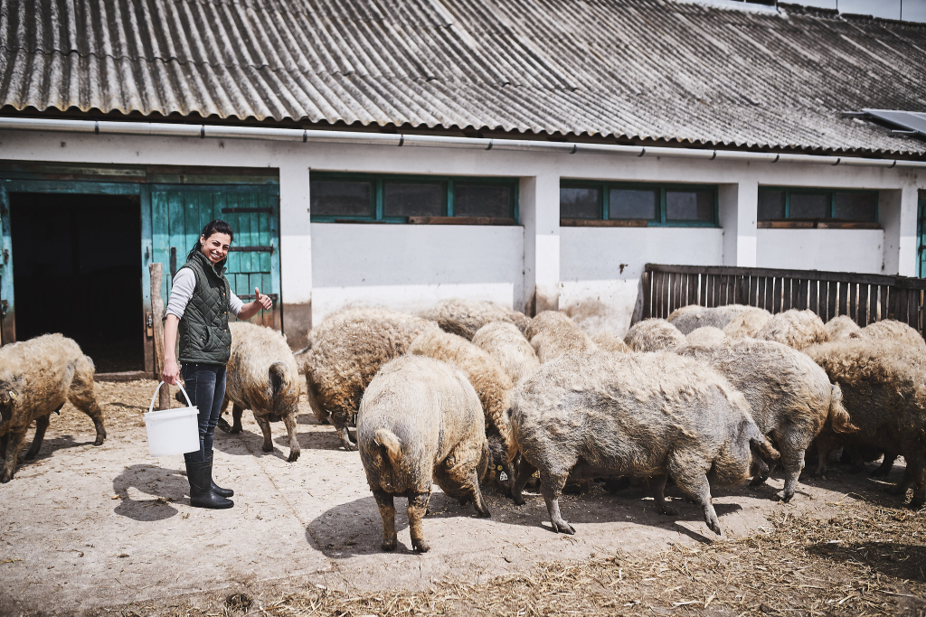 Ilyen izgalmas az élet egy mangalica farmon női vezetőként - interjú ...