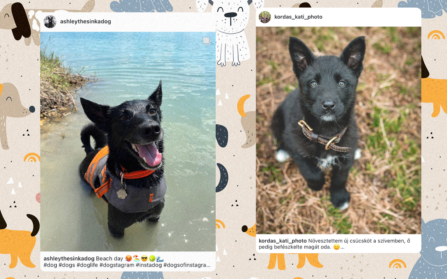 Már 10 magyar kutyafajtánk van: bejegyezték a sinkát