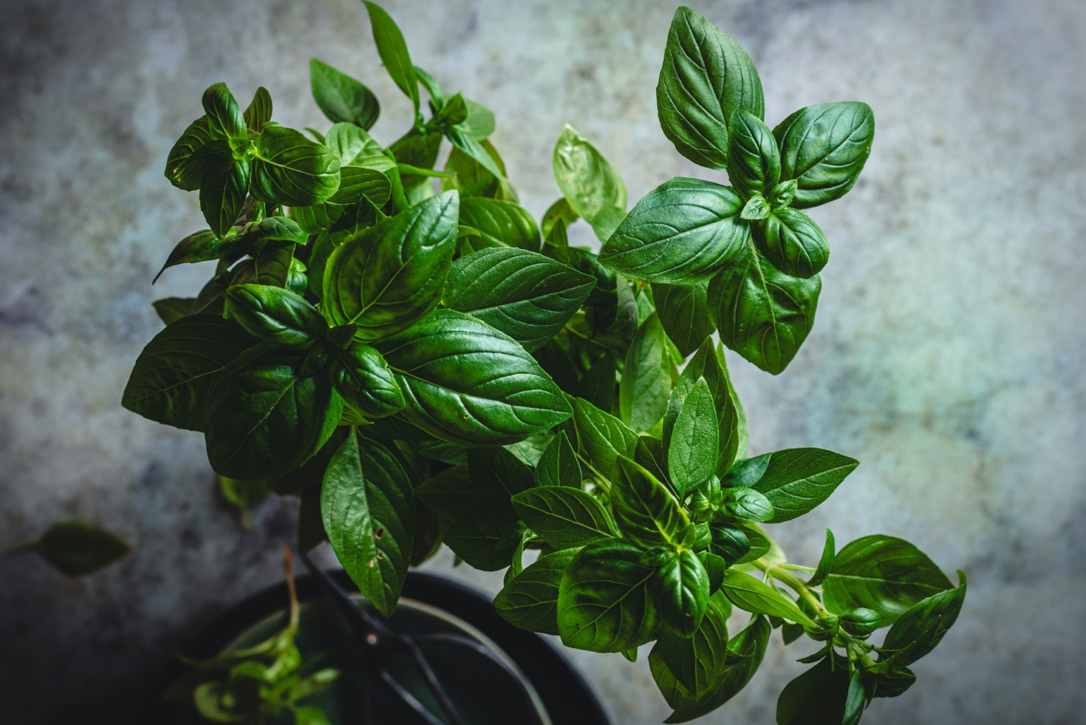 Védi a tested, jó a vércukrodnak: amiért érdemes bazsalikomot tenni ...